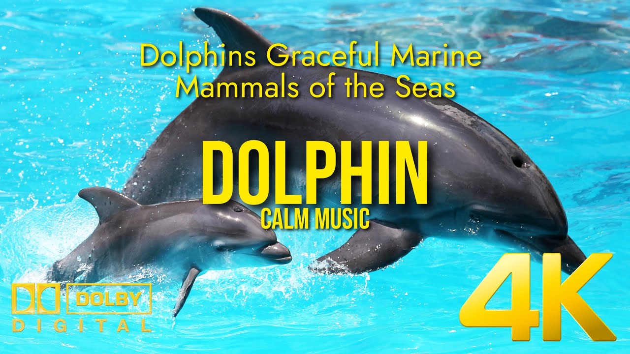 Dolphins Graceful Marine Mammals of the Seas ♠ Dolphine | Sea | Ocean ...
