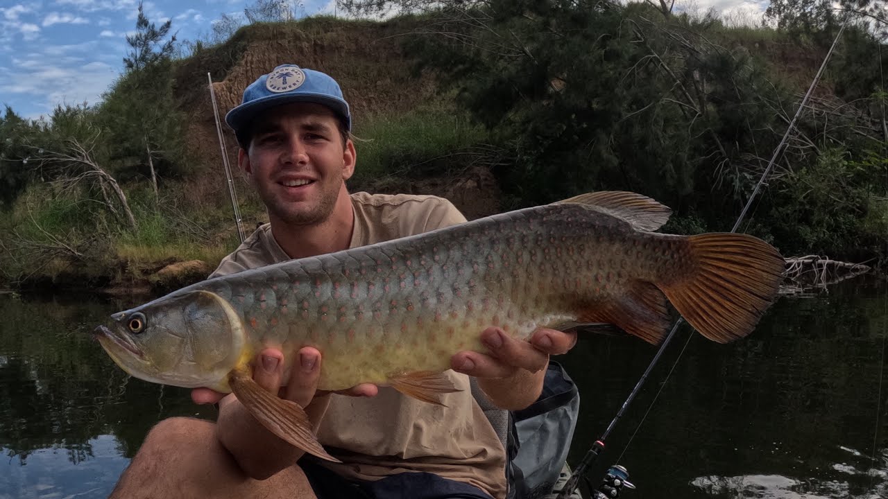 SO MANY SARATOGA! (Creek fishing for Saratoga, bass and sootys.) - YouTube