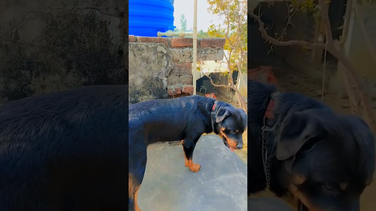 Rot willer dog - YouTube