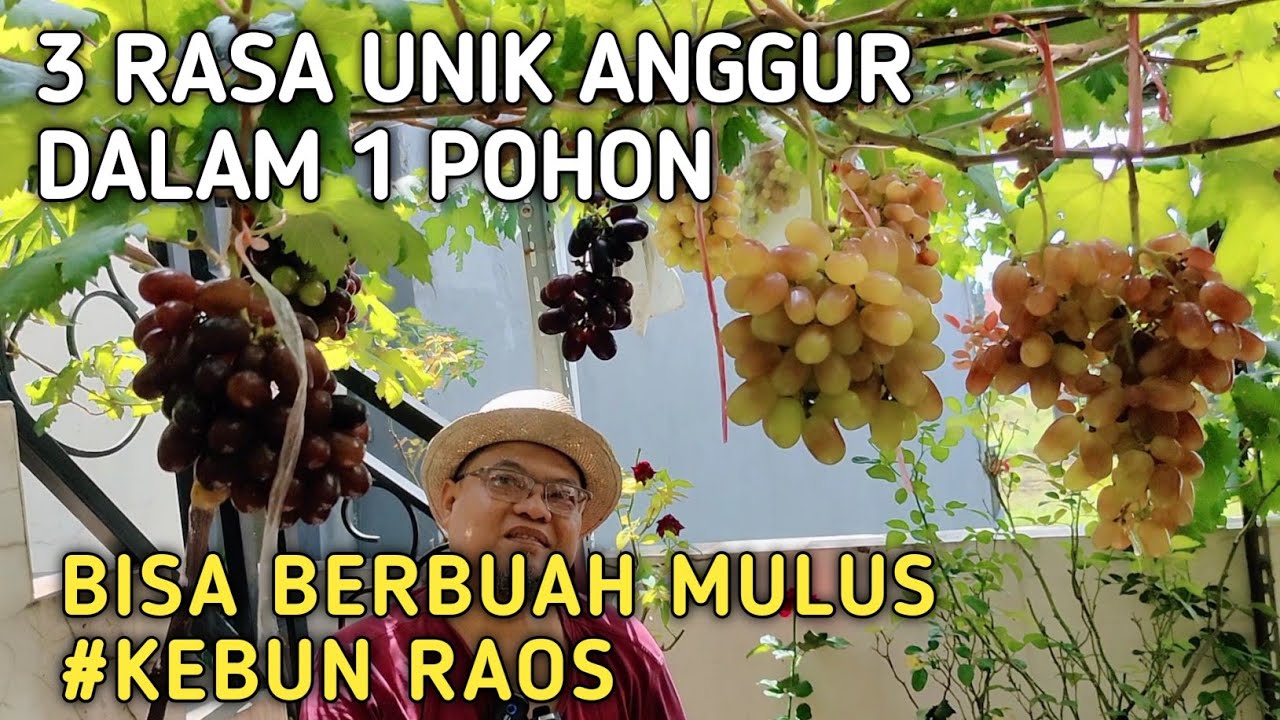 3 VARIAN ANGGUR DALAM 1 POHON BUAHNYA SUPER MEWAH - YouTube