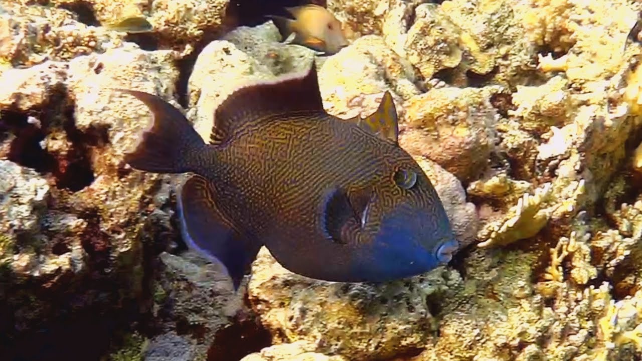Blue-and-gold triggerfish (Pseudobalistes fuscus), Голубой псевдобалист ...