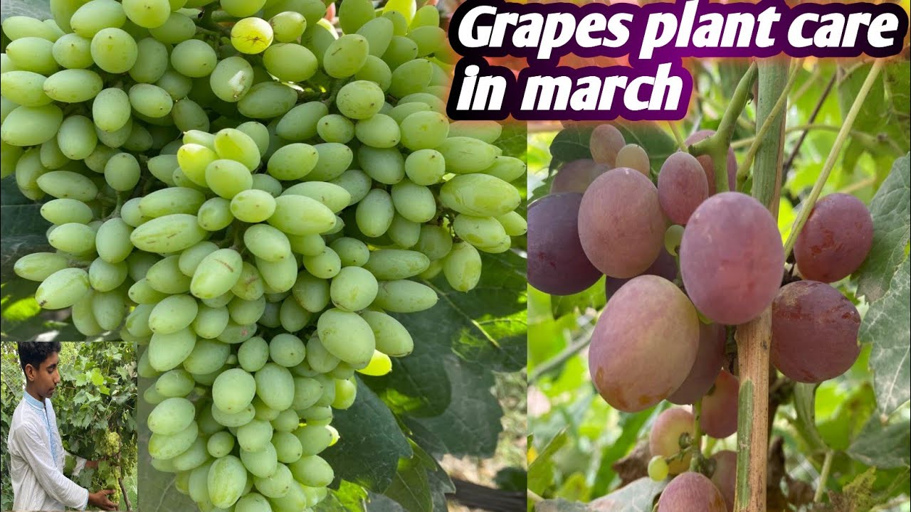Grapes care in march|| Grapes Farming||Grapes pruning in march|| Mr ...