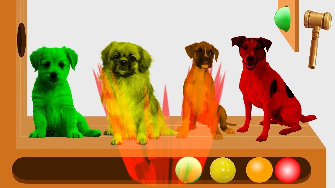 Learn Colors with Wooden Face Hammer Barking Dogs Xylophone IRL ...