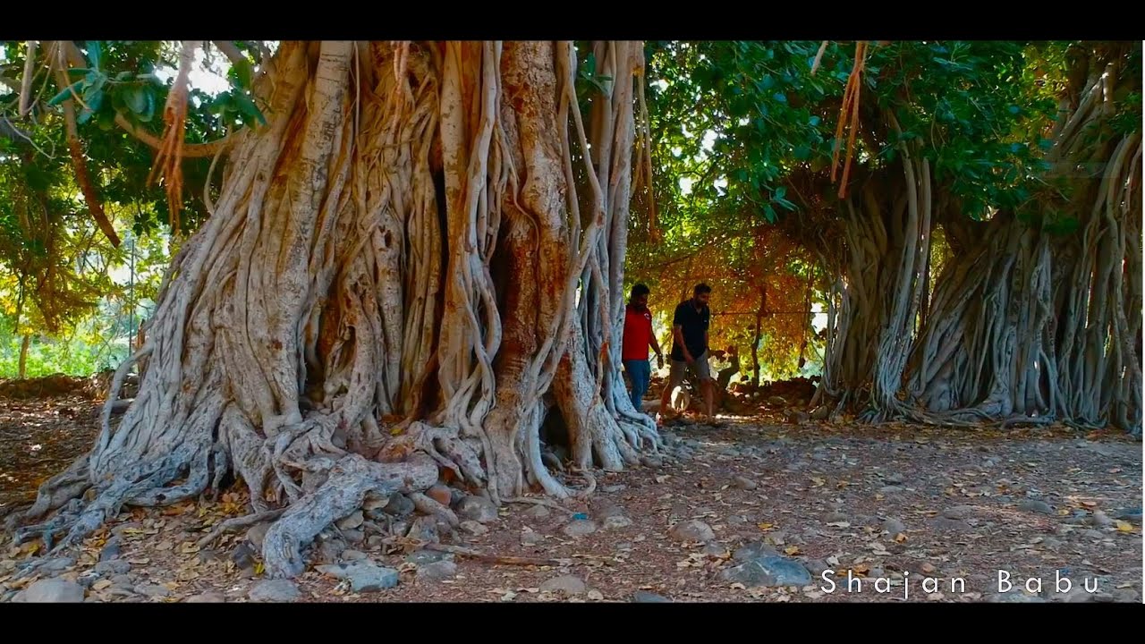 Mesmerising Sight of a rare Banyan Tree in the midst of Arabian Desert ...