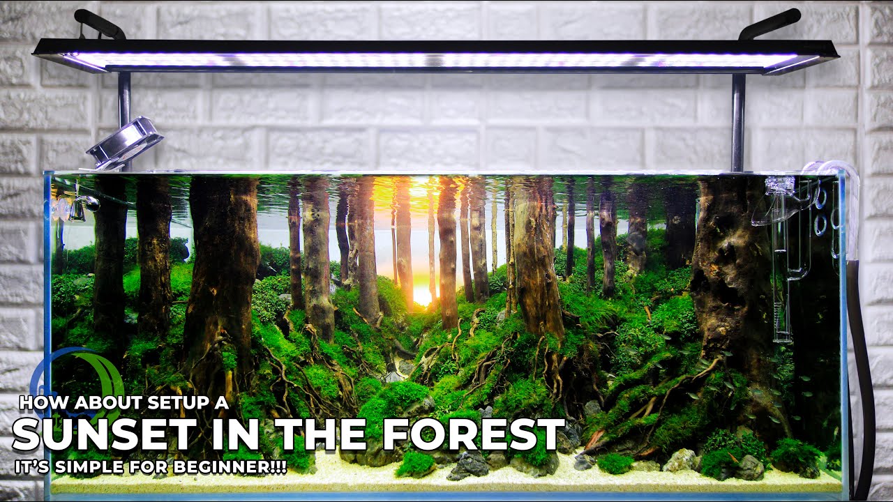 NATURAL JUNGLE STYLE AQUASCAPE - YouTube