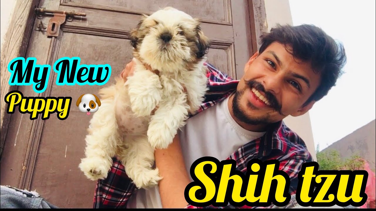 New family Member Anne Shih tzu vlog ||Akash Sharma - YouTube