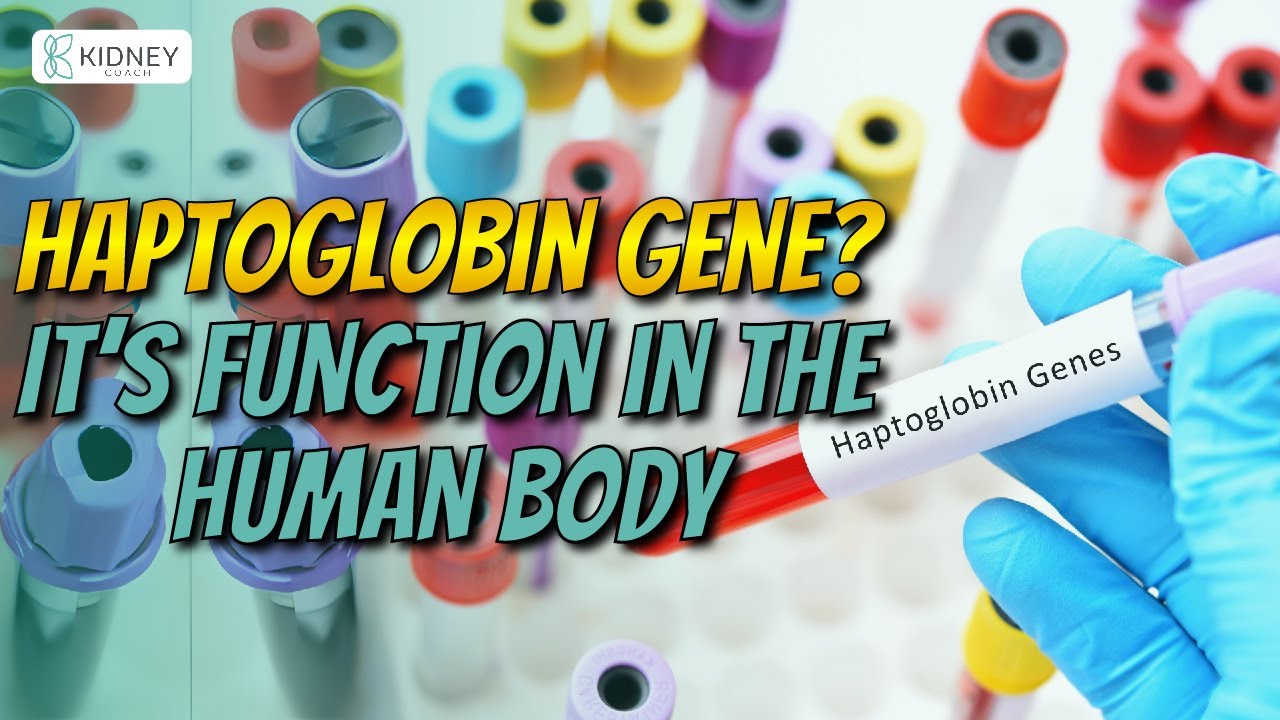Haptoglobin Gene??? | It’s Function In The Human Body | Genotype - YouTube