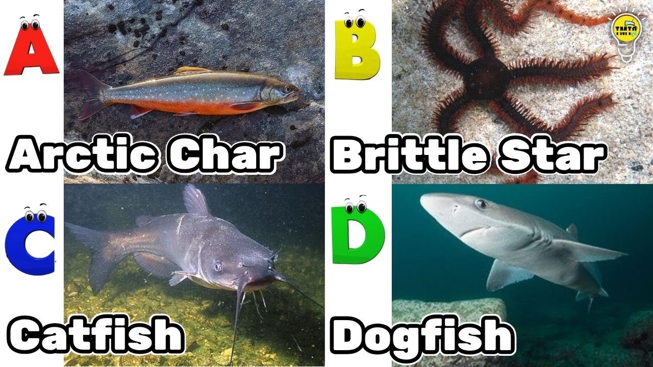 Cute ocean animals | ABC phonics animals | ABC Sea Animals song ...