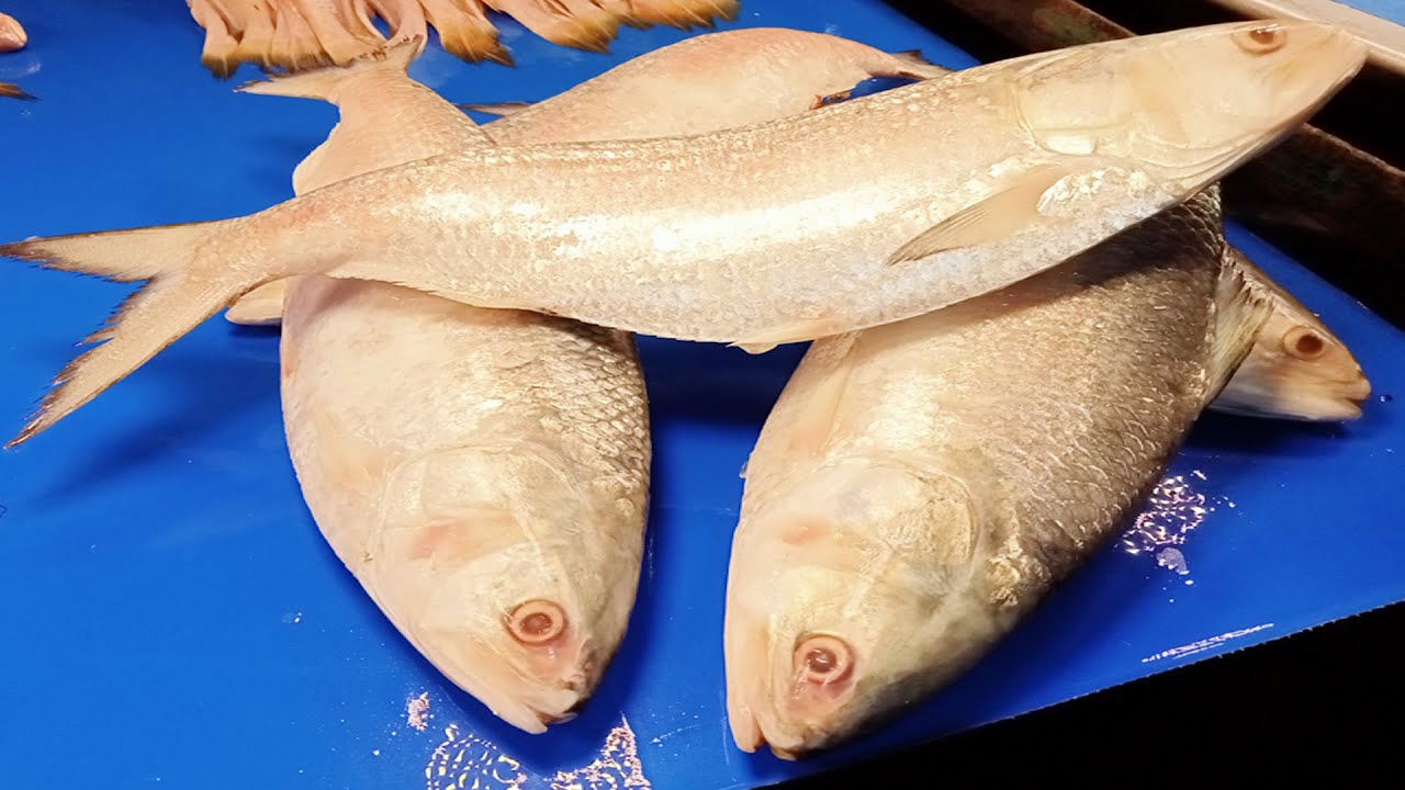 Hilsa fish amazing cutting cutting Skills !! bangladesh padda River ...