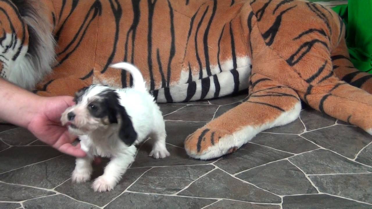 PBGV Puppies - YouTube