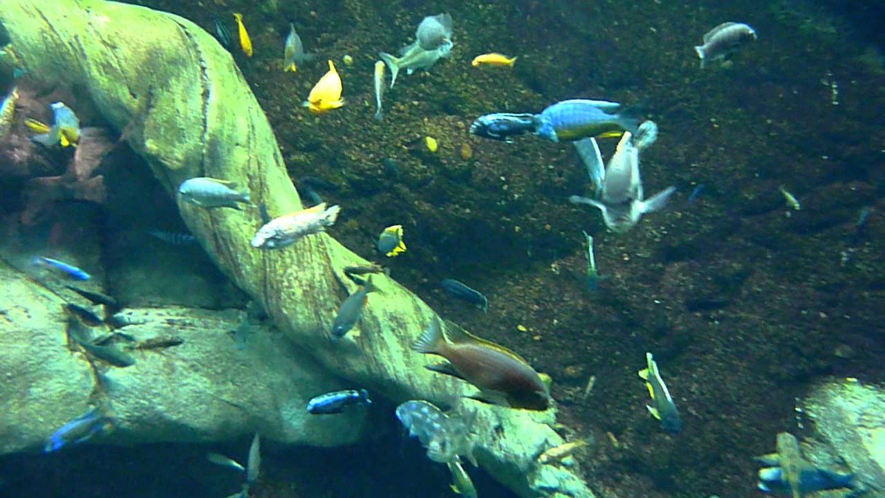 Extremely Bright and Colorful Freshwater Fish from the Amazon - YouTube