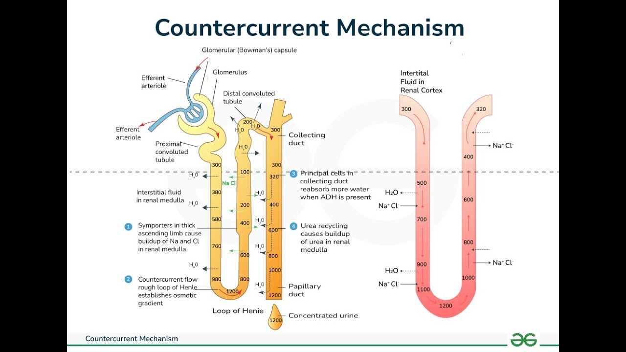 Countercurrent Exchanger & Micturition Reflex - YouTube