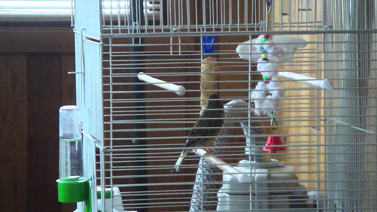 Spanish Timbrado Canary Singing - YouTube