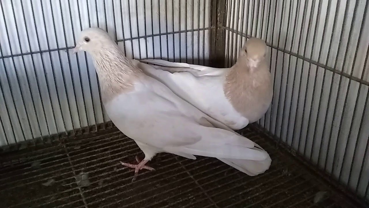 Pakistani Laal Siray pigeons (orange Head pigeons) 03352744223 - YouTube