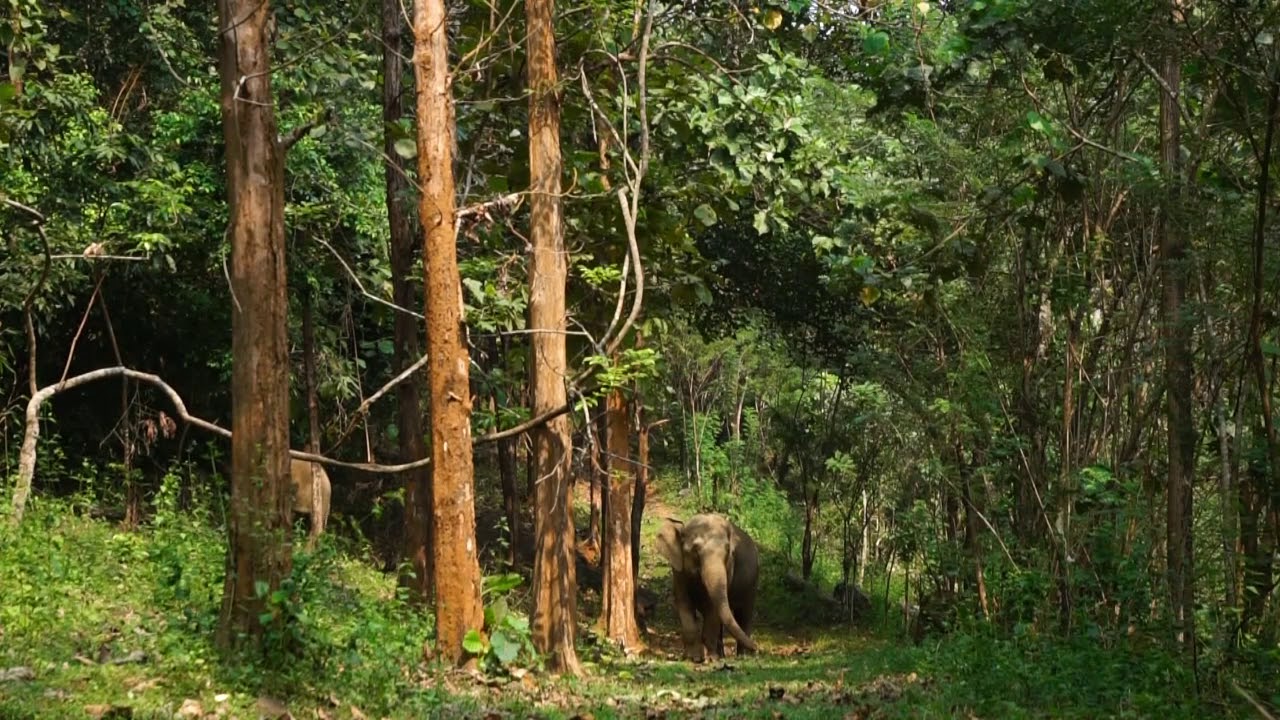Elephants on Aralam Wildlife Sanctuary #elephant #kerala #keralatourism ...