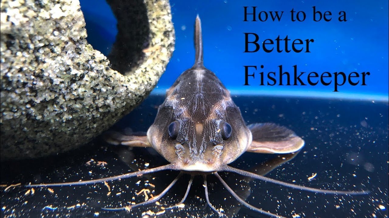 4 Ways to be a Better Fishkeeper - YouTube