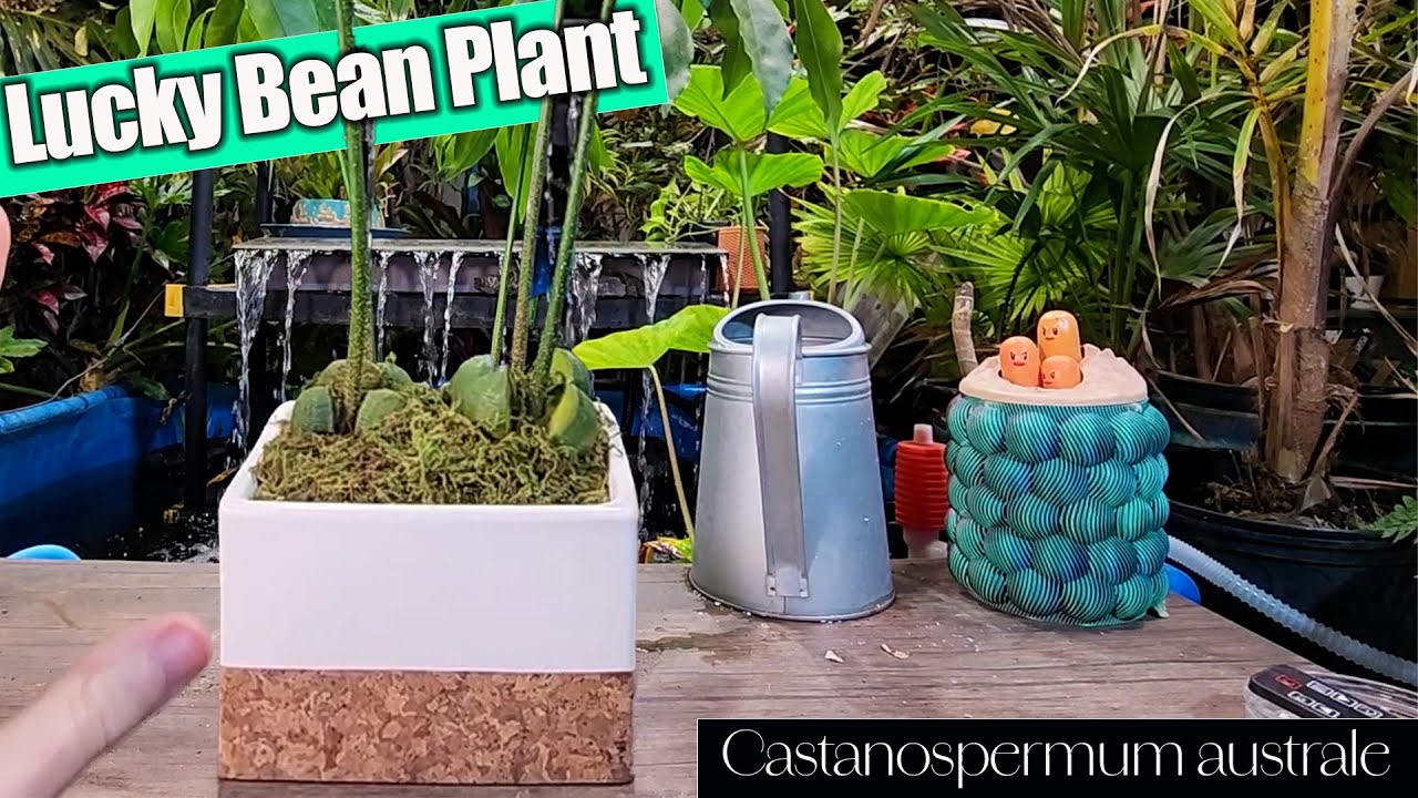 Lucky Bean Plant Care & Repot || castanospermum australe - YouTube