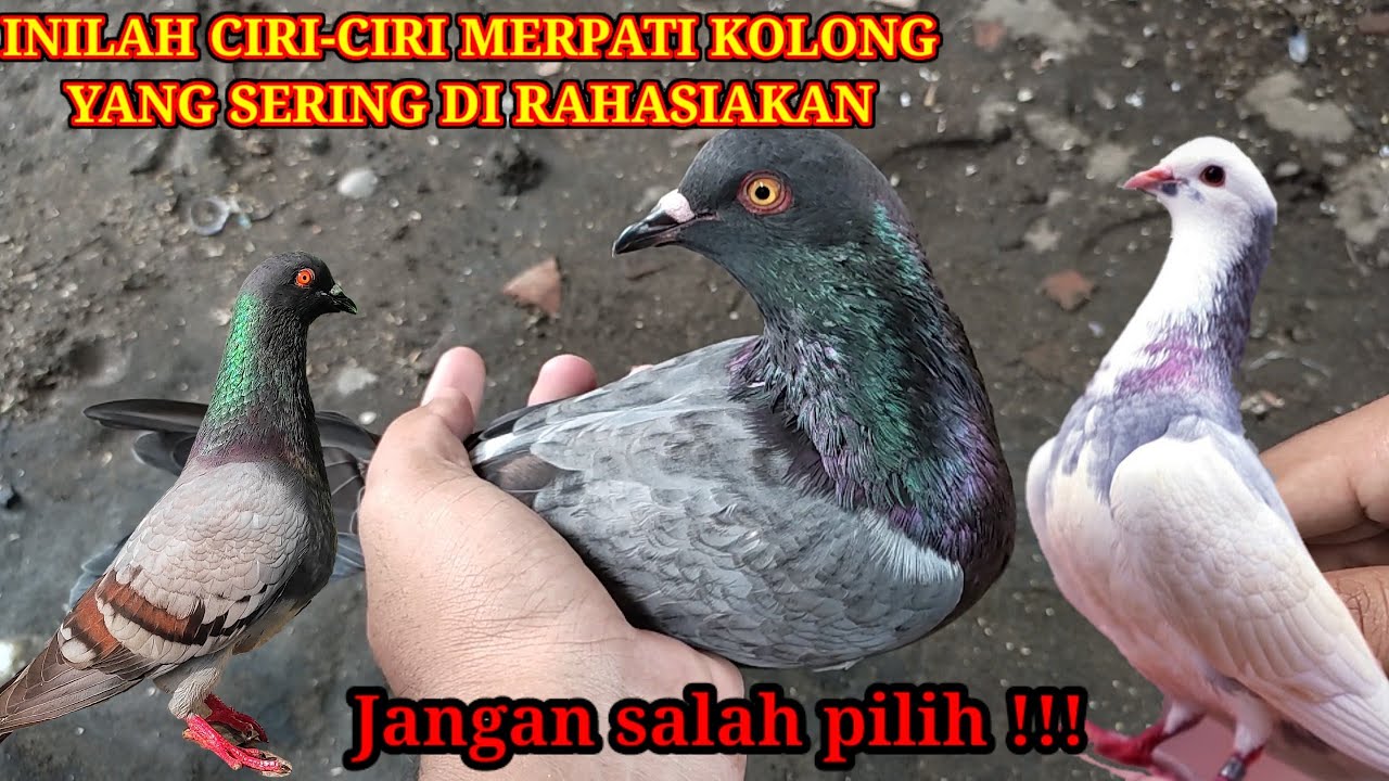 BEGINILAH CARA MEMILIH MERPATI KOLONG || ciri-ciri merpati kolong juara ...