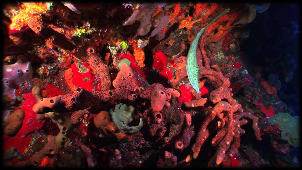Scuba Diving with Sea Saba 2013 (Part I) HD - YouTube