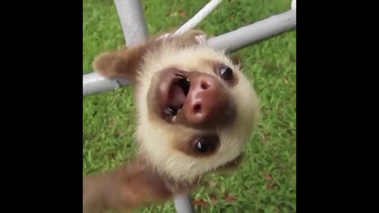 Funny Compilation Animal Edition 2017 - YouTube