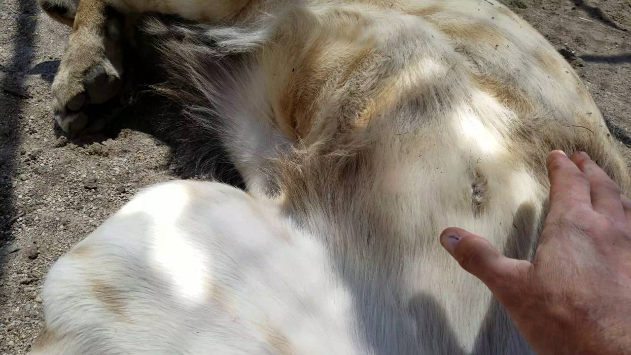 Lion Bellybutton! - YouTube