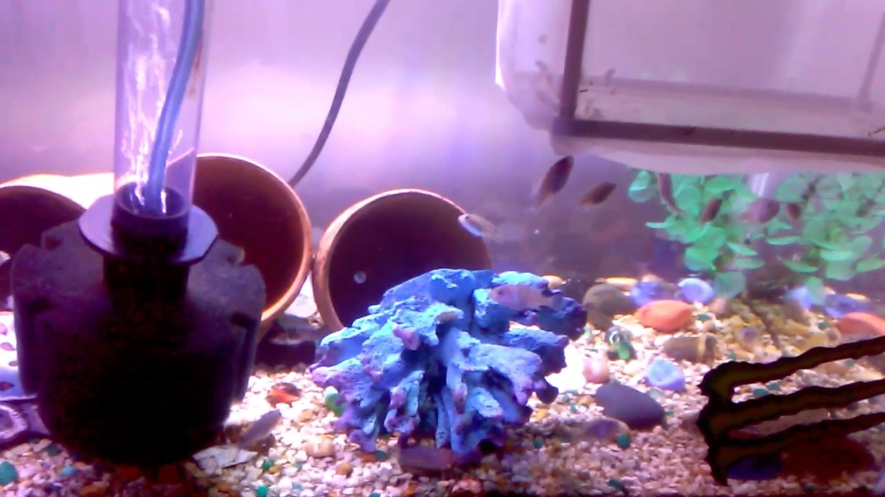 New baby cichlid fry and fry grow out tank #squadup - YouTube