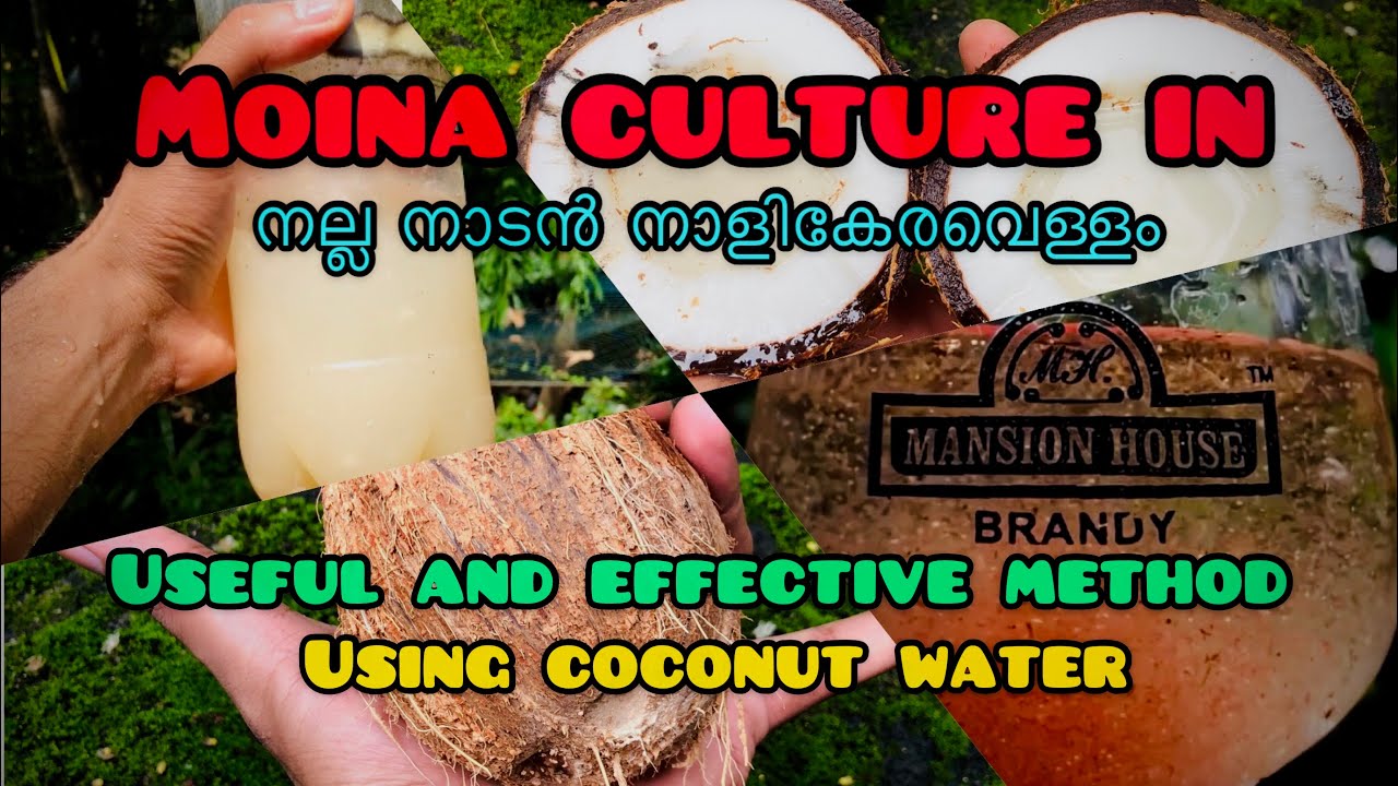 Moina culture in coconut water| നാളികേരവെള്ളം ഉപയോഗിച്ചുകൊണ്ട് moina ...