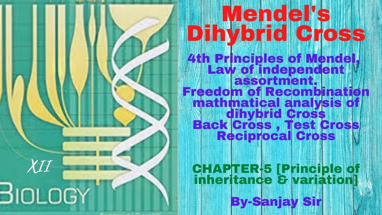 Mendel's Dihybrid cross,12th Bio[Chapter-5,Inheritance & variation]Back ...