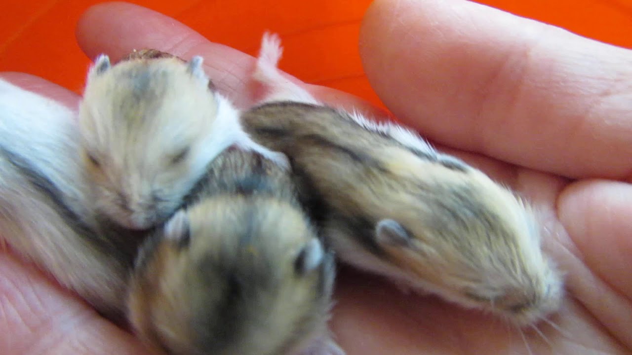 Hamster and worms - YouTube