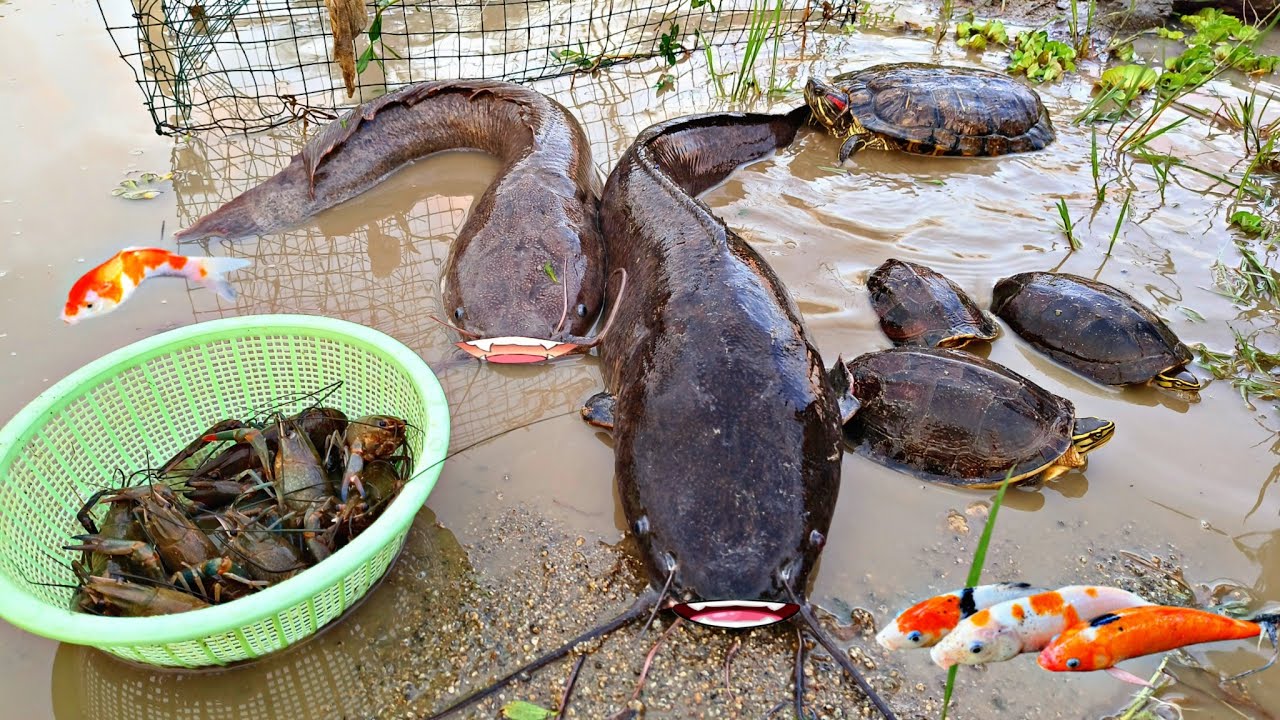 Menangkap ikan lele monster dalam lubang, ikan koi, ikan hias, ikan ...