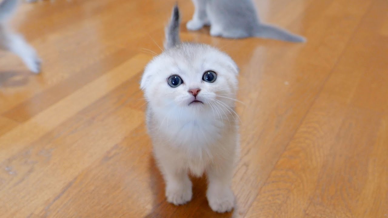 A round-faced kitten meows loudly. - YouTube