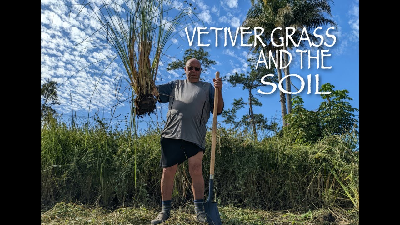 How to dig up Vetiver Grass - YouTube