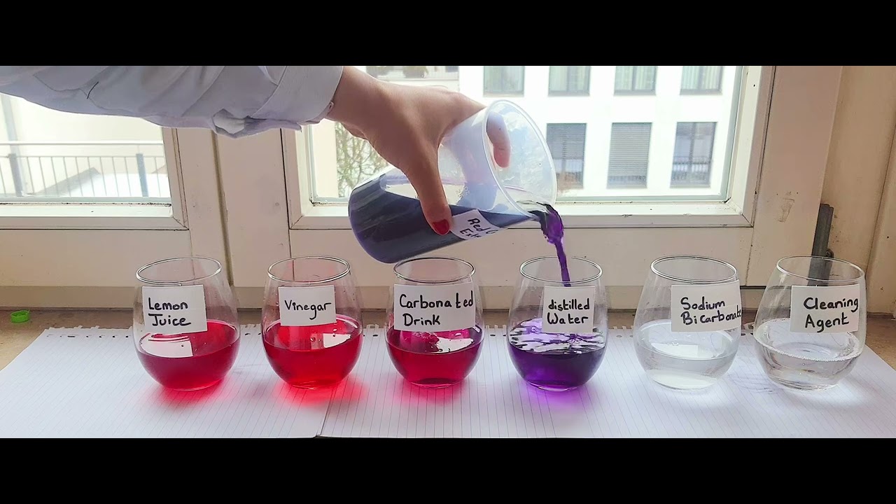 Red Cabbage Extract as a pH Indicator - YouTube