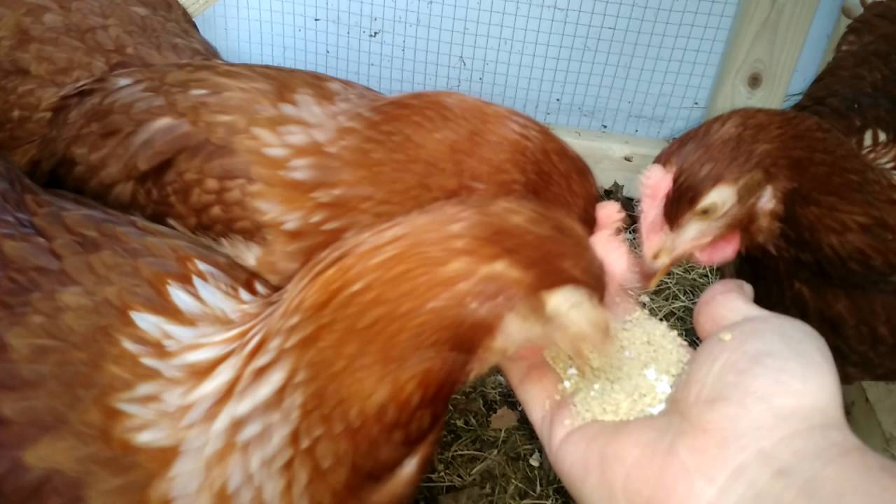 Poules pondeuses isa brunes - YouTube
