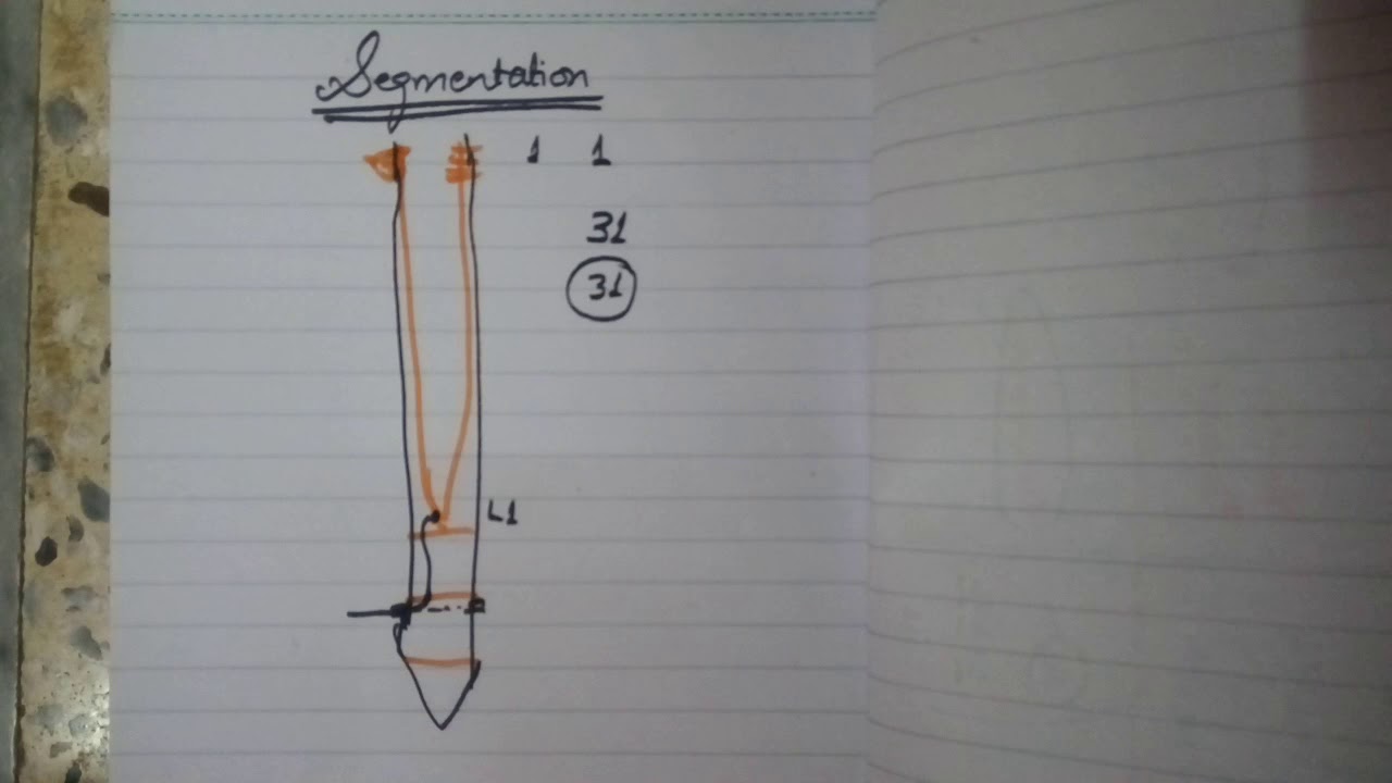 SEGMENTATION and segments of SPINAL CORD! easiest explanation - YouTube