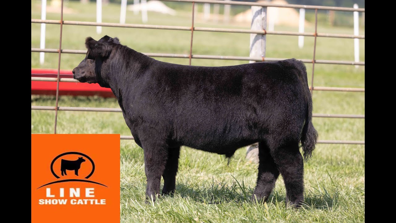 Tag 110 - Line Show Cattle - YouTube