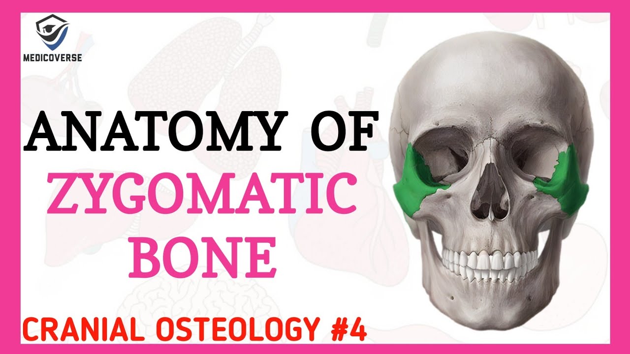 Zygomatic Bone Anatomy | Cranial osteology #4 - YouTube