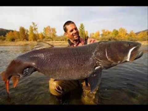 World's Biggest Monster Trout - YouTube