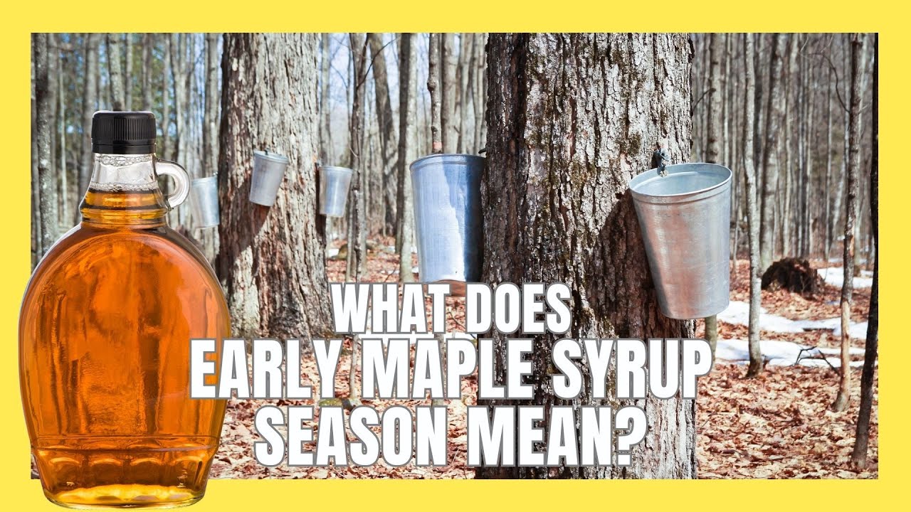 An Early Maple Syrup Season isn't Always a Good Thing - YouTube