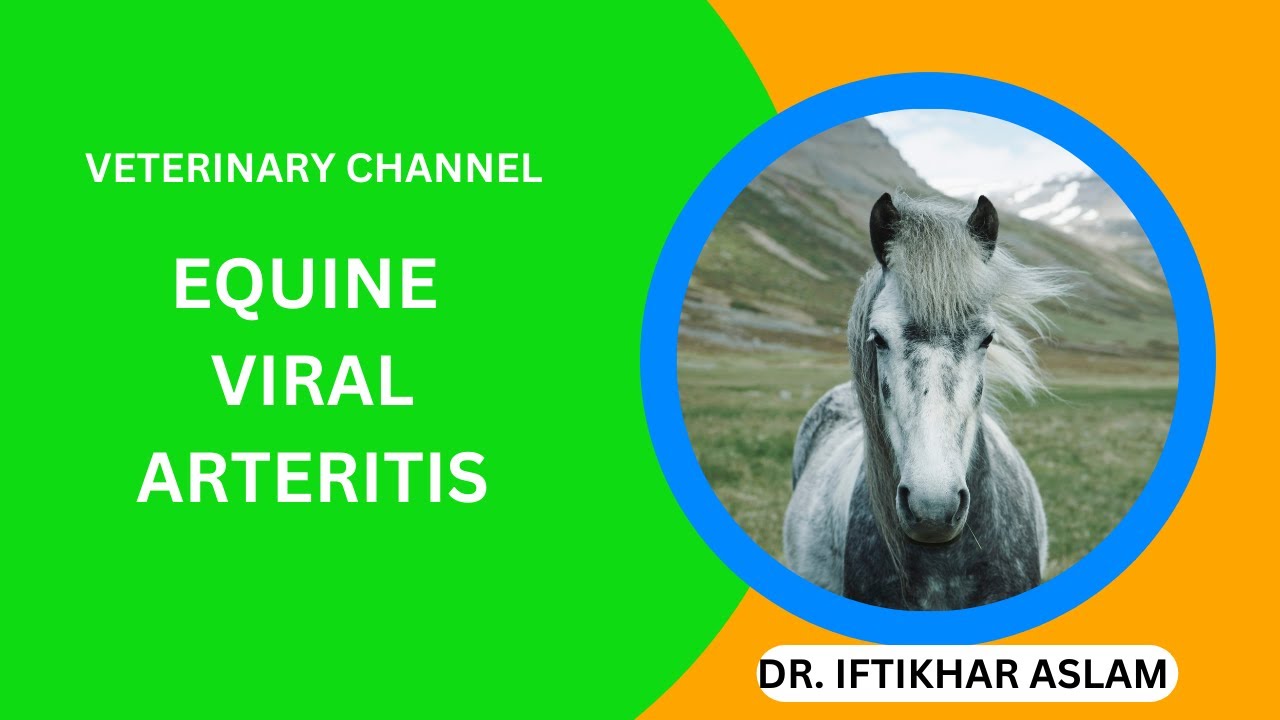 Equine Viral Arteritis - YouTube