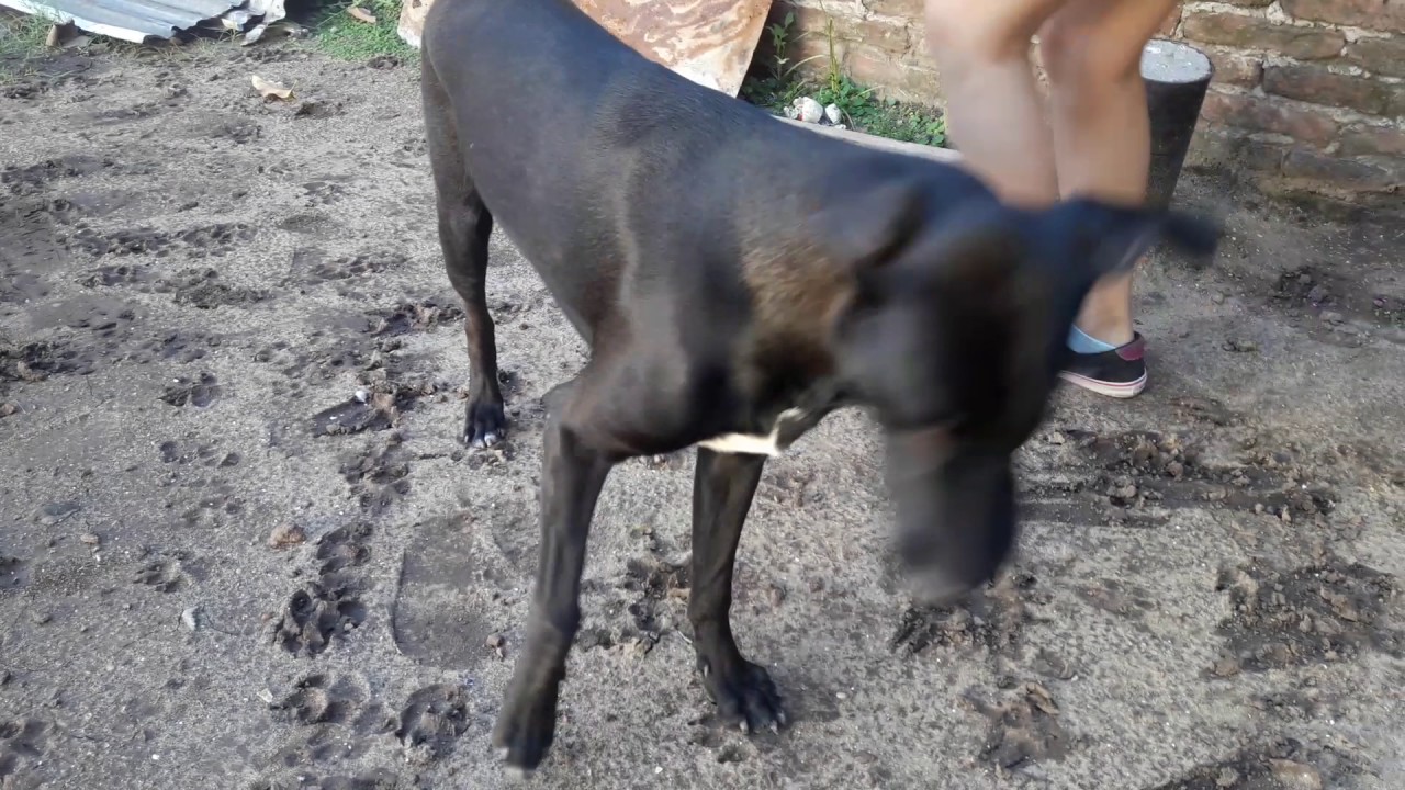 BLACK! (LABRADOR MESTIZO) - YouTube