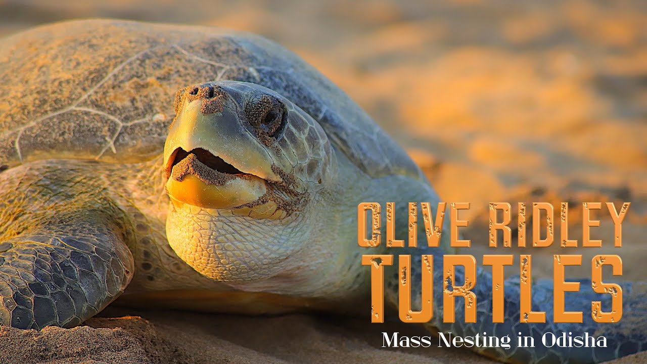 Olive Ridley Turtles Laying Eggs in Rushikulya river mouth #odisha # ...