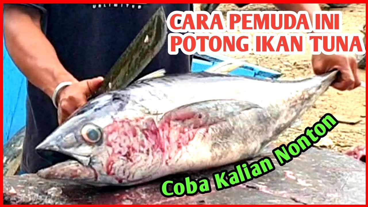 SKILL POTONG IKAN | Menakjubkan Skills Potong Ikan Tuna Segar Dua Ekor ...