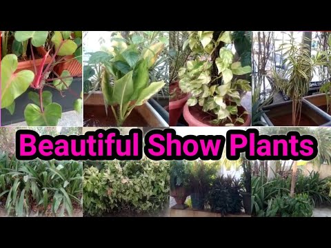 Beautiful Show Plants 🪴🌴|| 🪴Indoor Plants🪴 || 🌴Show Plants🌴 ...