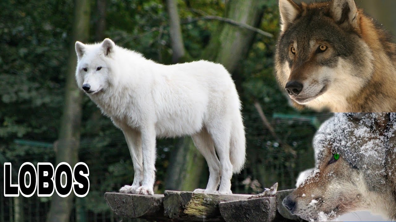 Lobos selvagem, vídeo em 4k da natureza selvagem. - YouTube