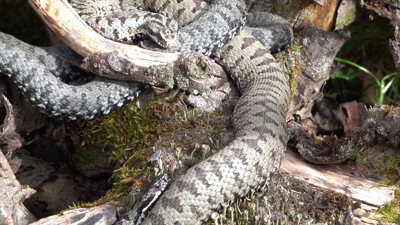 Common european viper, mating. Kreuzotter, Paarung - YouTube