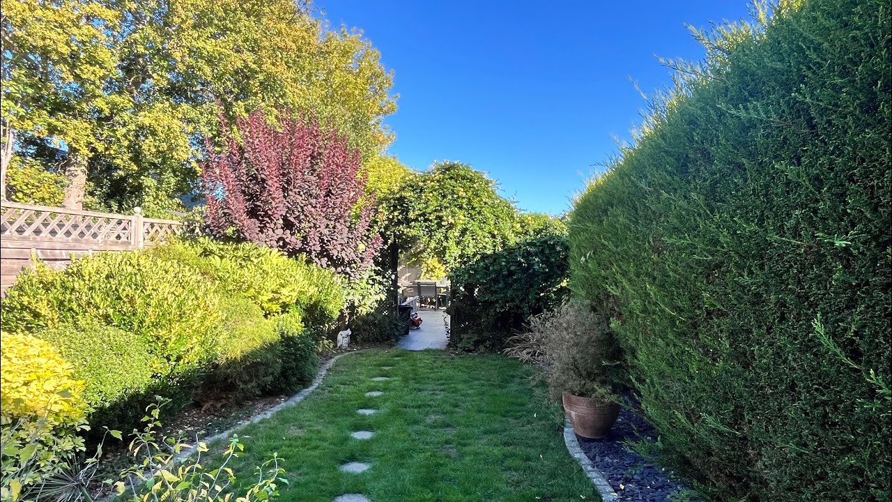 Expert Hedge Cutting Getting this Homeowner’s Garden back in Shape ...