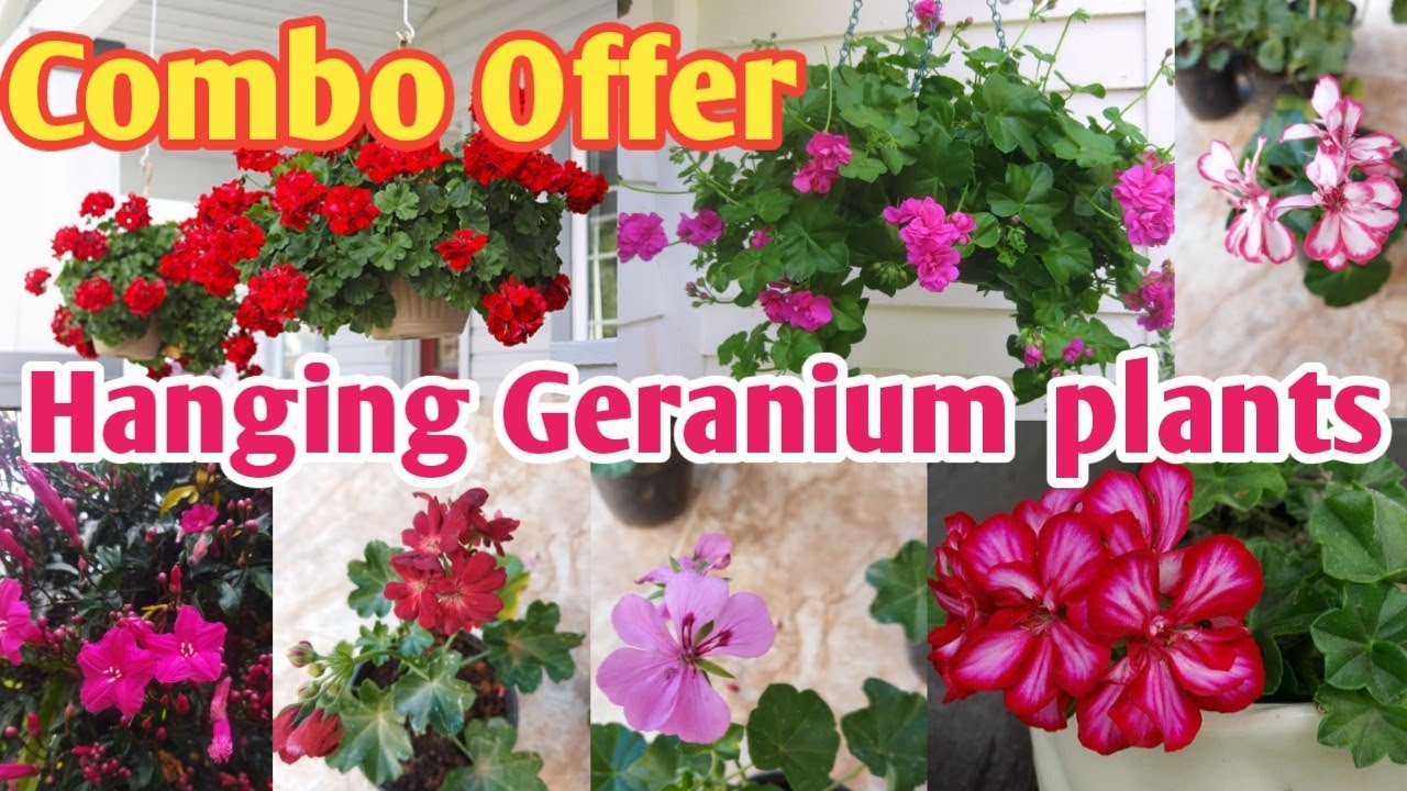 കിടിലൻ hanging geranium combo offer🪴Lifestyles in Anuzzz world 🥰 - YouTube