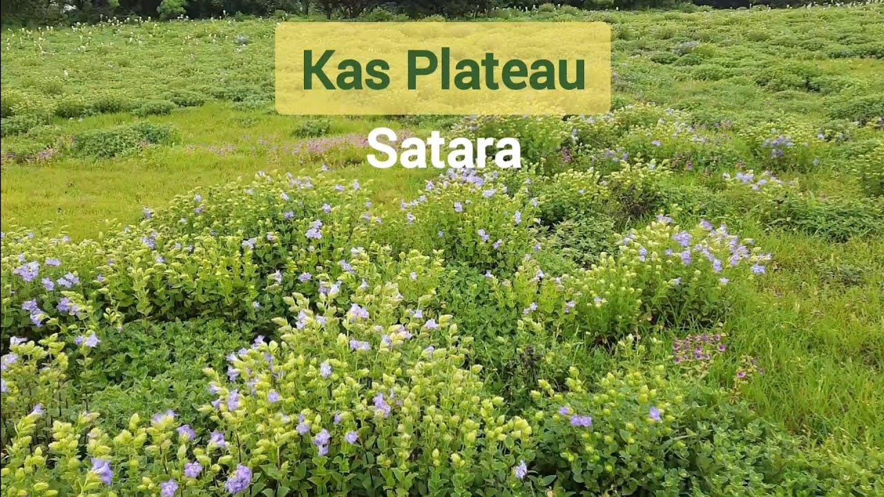 Plateau of Flowers | Kas Plateau | कास पठार | World Heritage Site - YouTube