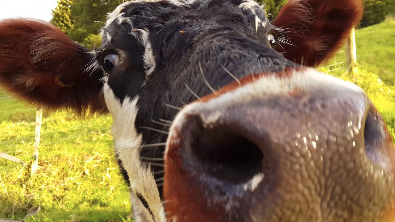 4K Cow - YouTube
